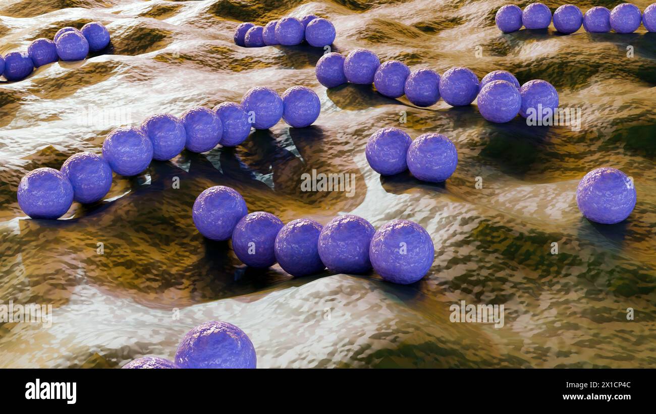 Streptococcus pneumoniae bacteria hi-res stock photography and images ...