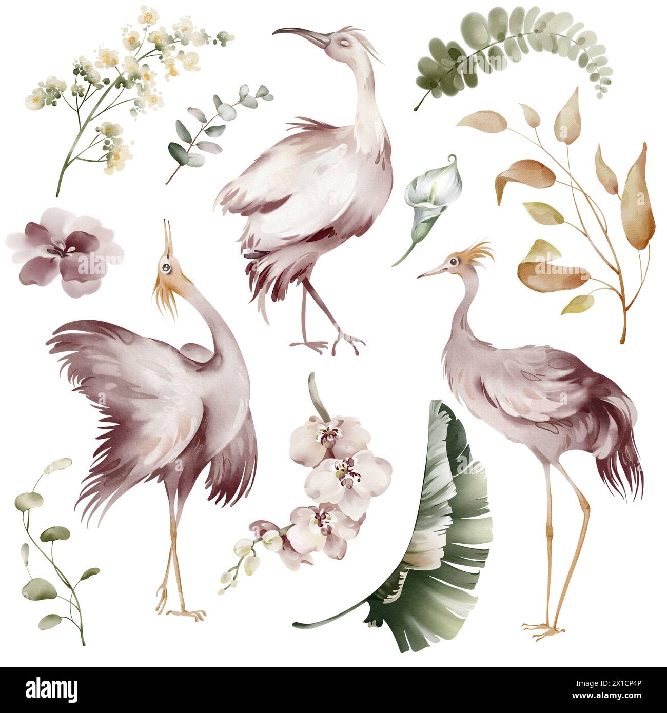 Pink Ibis birds. Watercolor elements of tropical birds, flowers and ...