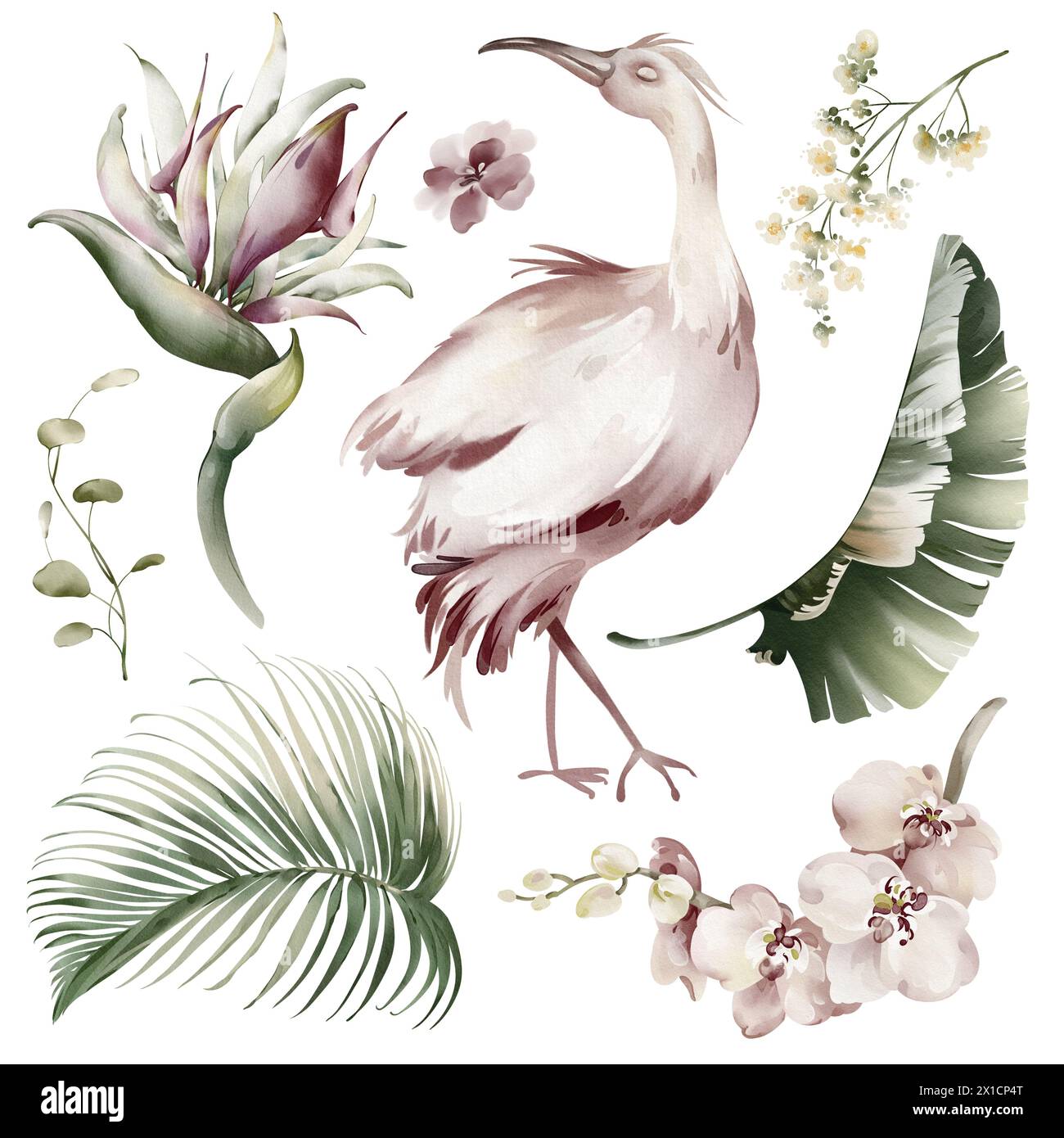 Pink Ibis birds. Watercolor elements of tropical birds, flowers and ...