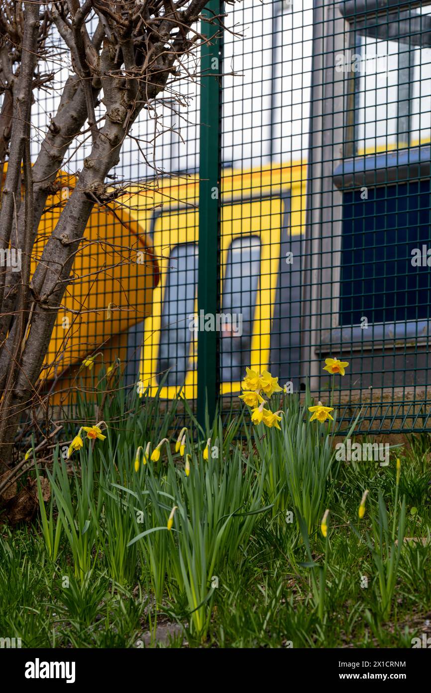 Yellow Merseyrail train doors shot through yellow daffodils and green ...