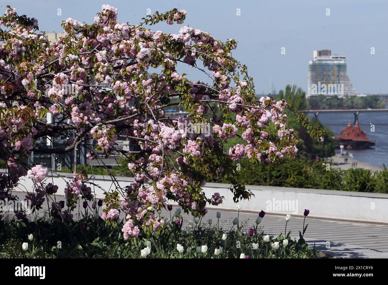 DNIPRO, UKRAINE - APRIL 15, 2024 - A Japanese cherry (sakura) tree ...