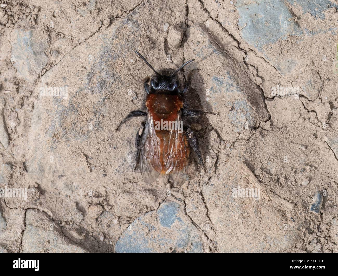 Andrena fulva - Tawny mining bee Stock Photo - Alamy