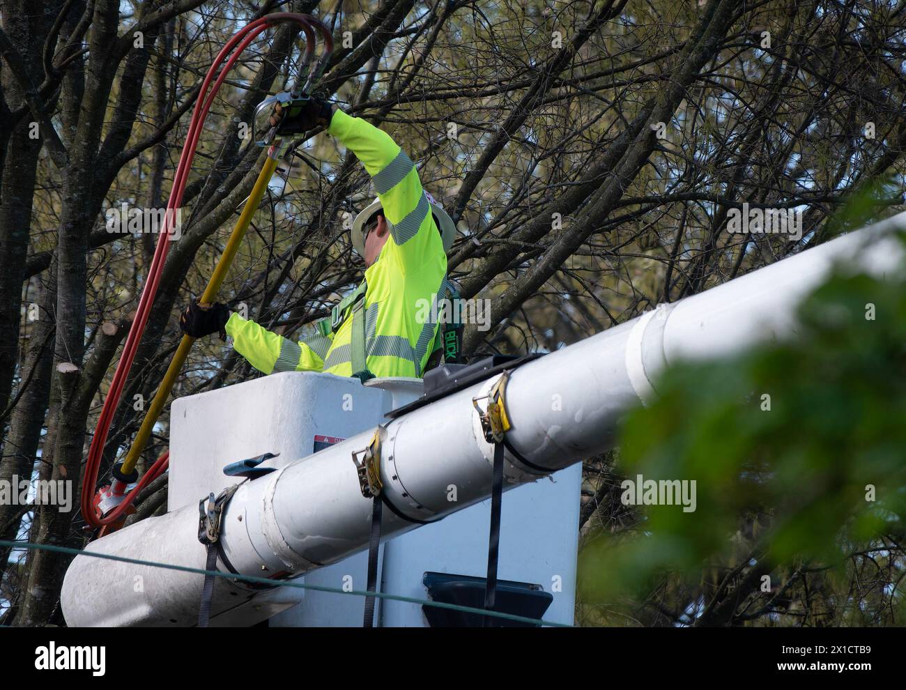 Tree trimmer up high in the neighborhood Stock Photo - Alamy