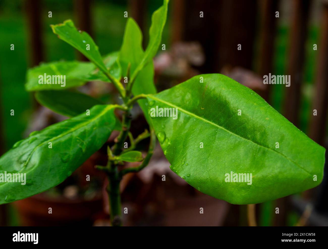 Magnolia leaves after rain storm Stock Photo - Alamy