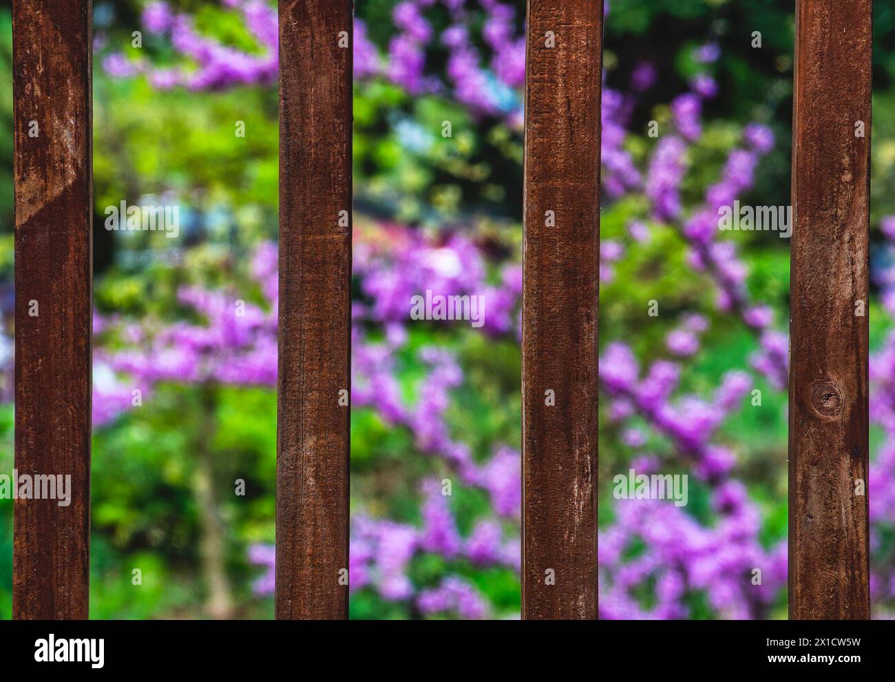 A flowering Spring tree seen through the deck fence Stock Photo - Alamy