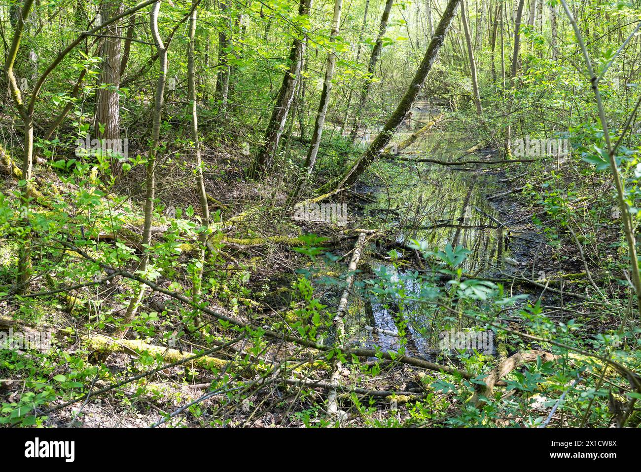 Mineralquelle Lausen im Wald am Kulkwitzer See, Kulkwitz, Markranstädt ...