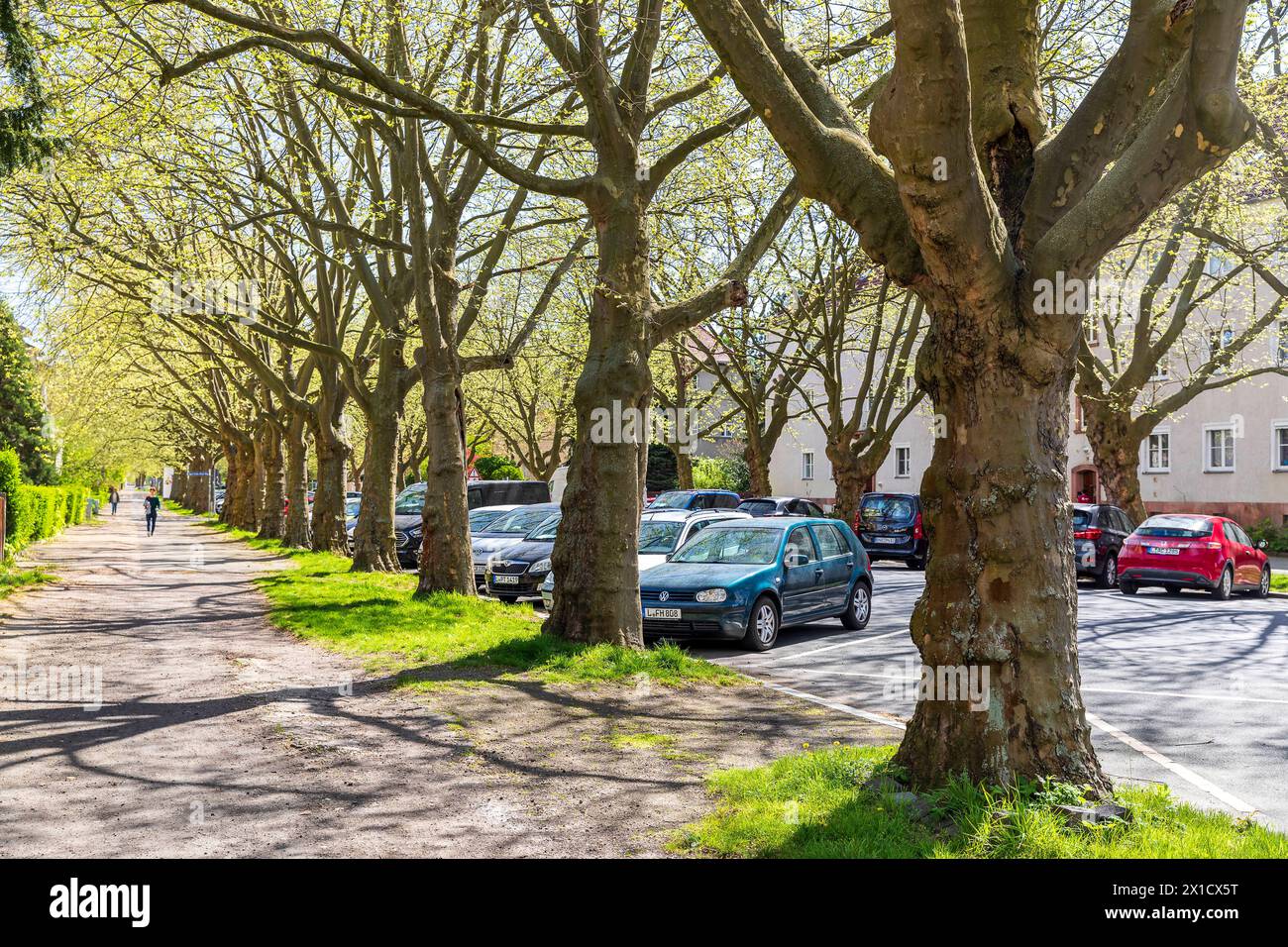 Platanenallee platanus auf der Naunhofer Straße in Stötteritz, Leipzig ...