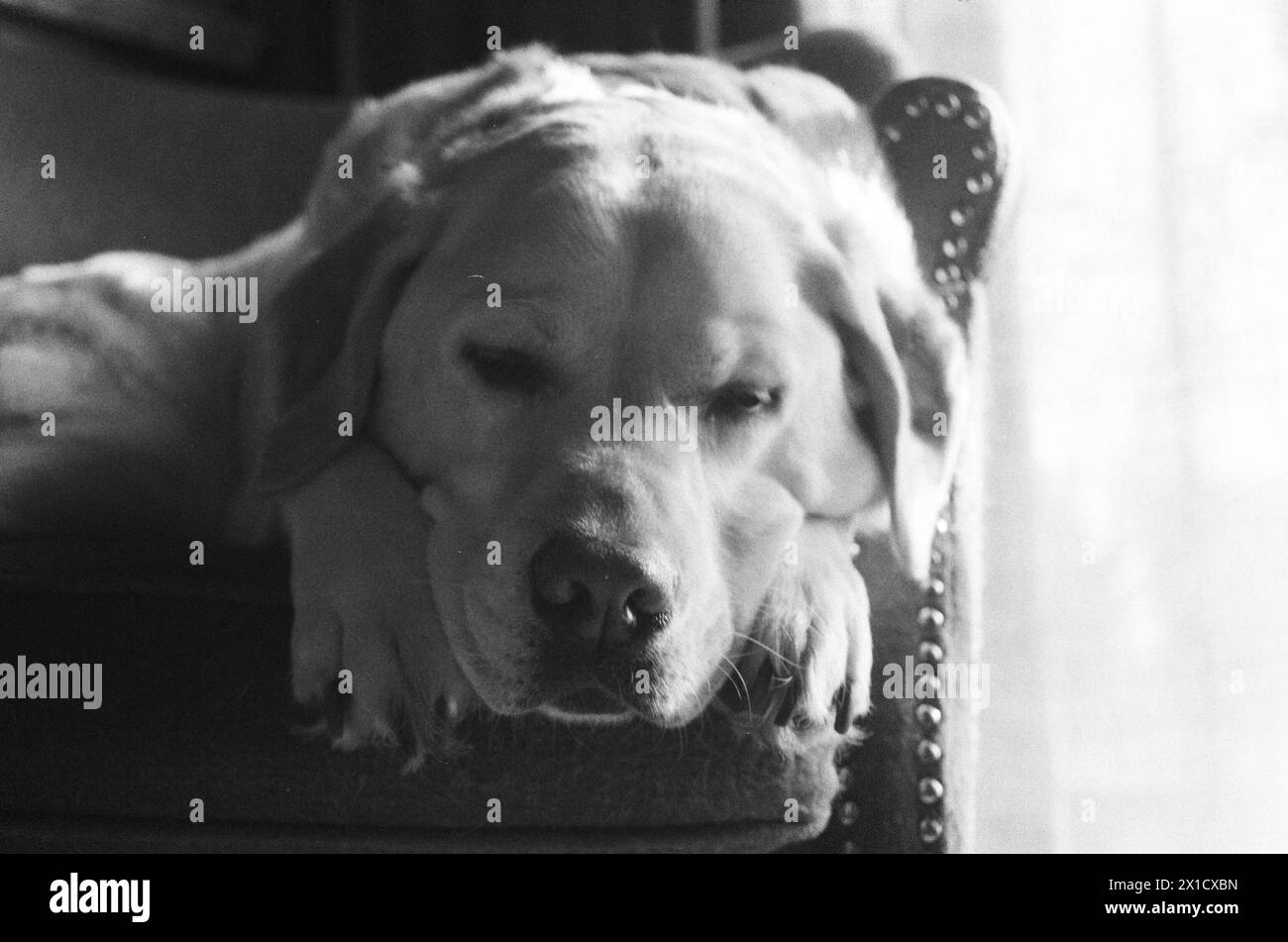 Labrador sleeping on chair black and white Stock Photo - Alamy