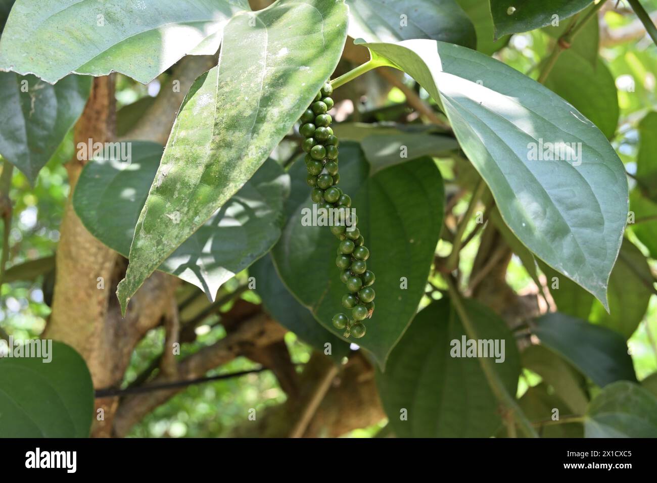 View of the maturing Black pepper drupes (Piper nigrum) growing on a ...