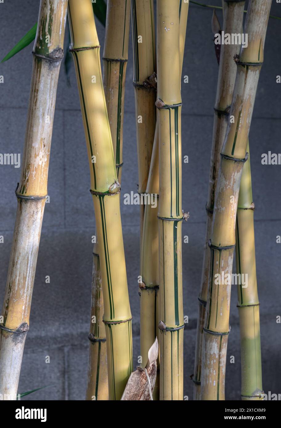 Golden groove bamboo hi-res stock photography and images - Alamy