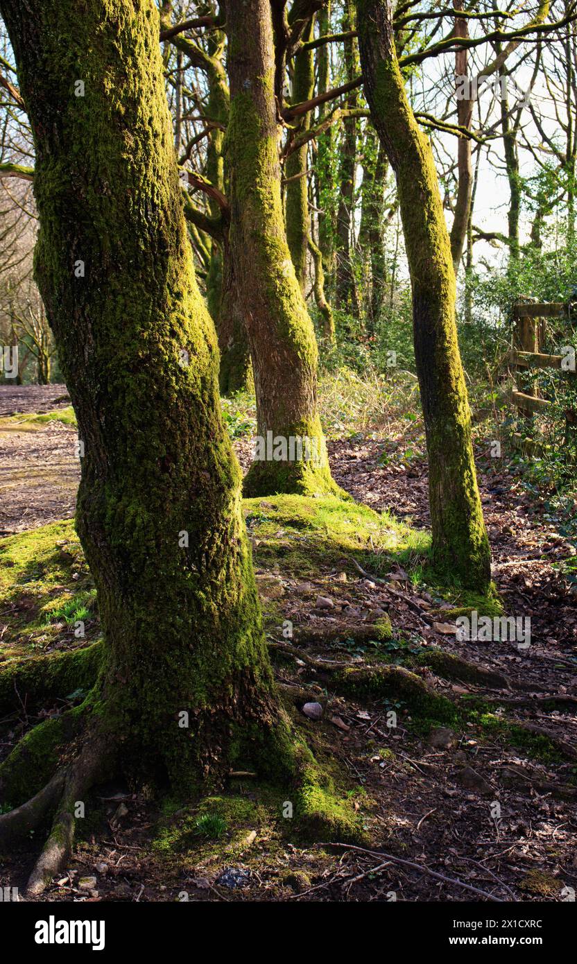 A side-lit trio of trees, set against the natural woodland close to ...