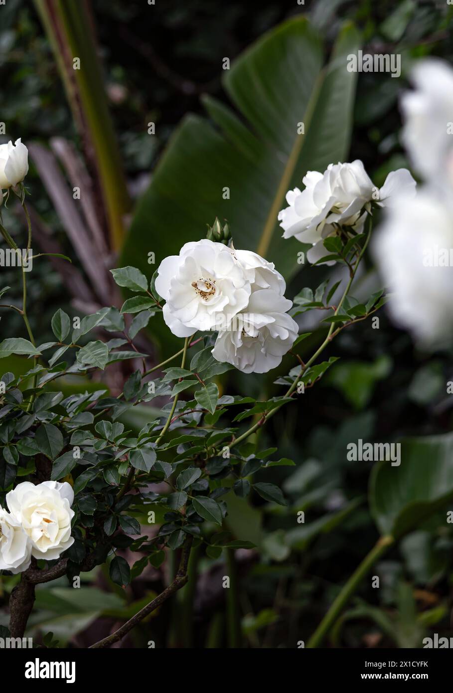 gentle white flowers Iceberg roses botany background, dark green floral ...