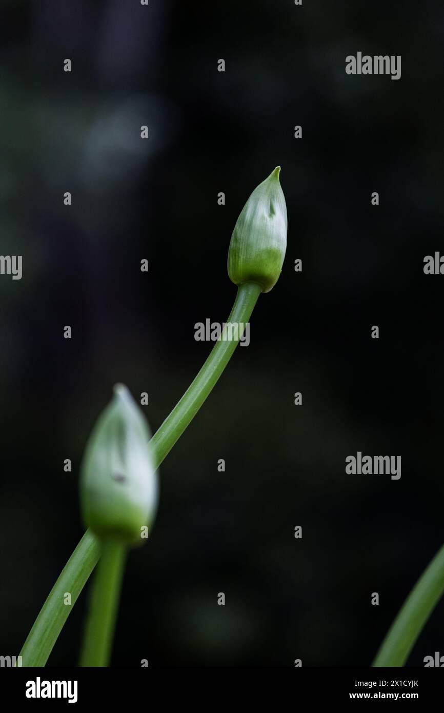 Two unopened head of an Agapanthus flower, Close up detail. Botanical ...
