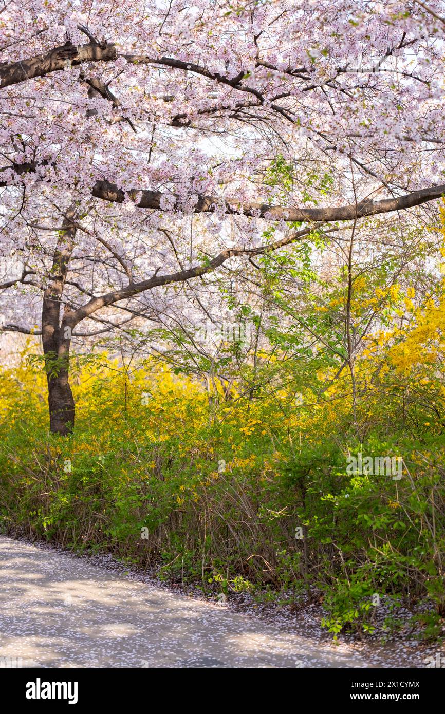 Yeongdeungpo Yeouido Spring Flower Festival, one of the annual cherry ...