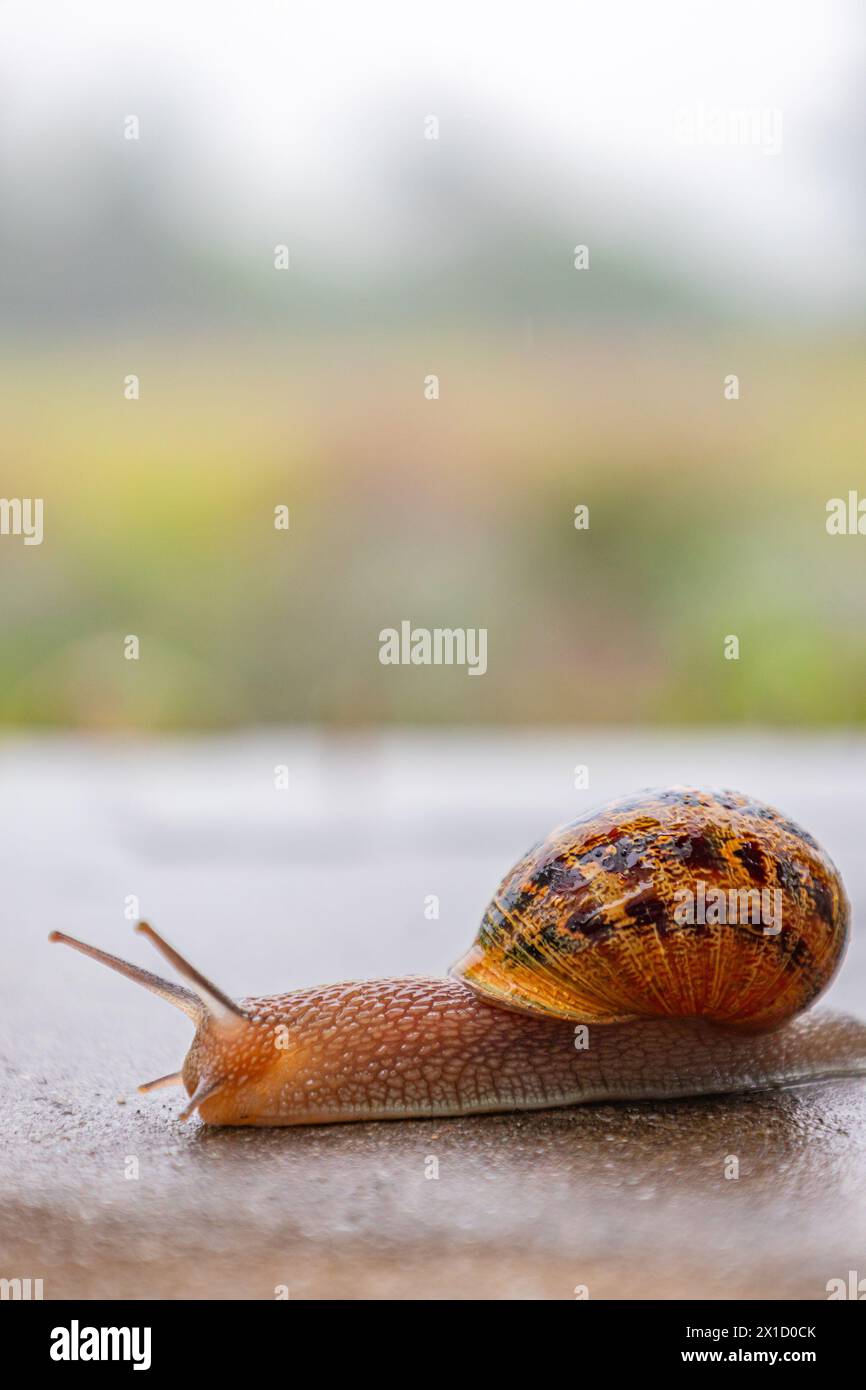 Gastropods with an external spotted brown black shell. Snail crawls ...
