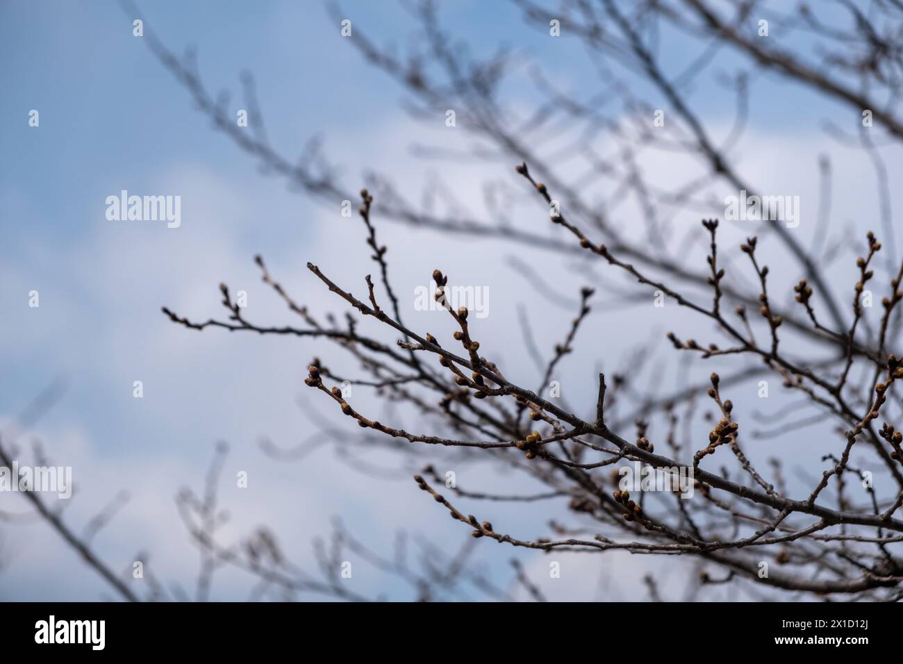 Almonds on tree during spring hi-res stock photography and images - Alamy