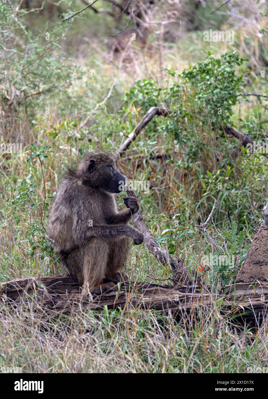 Monkey sits on a log and chews grass, side view. Chacma baboon in ...