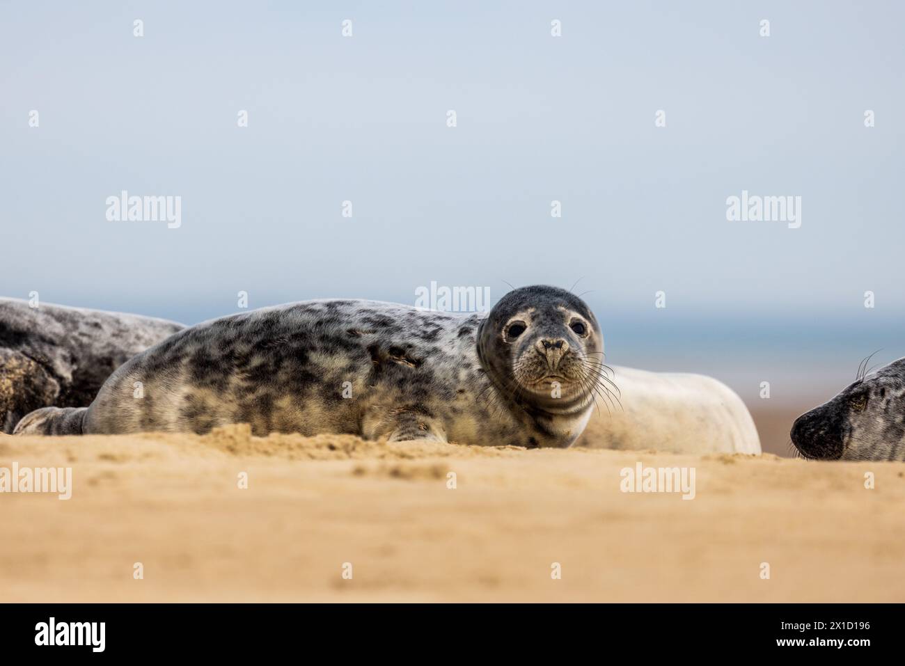 Phoque sur une plage hi-res stock photography and images - Alamy
