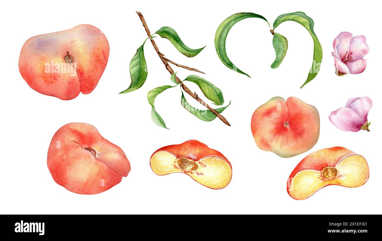 Set of fresh various fig peaches and tree branch watercolor isolated on ...