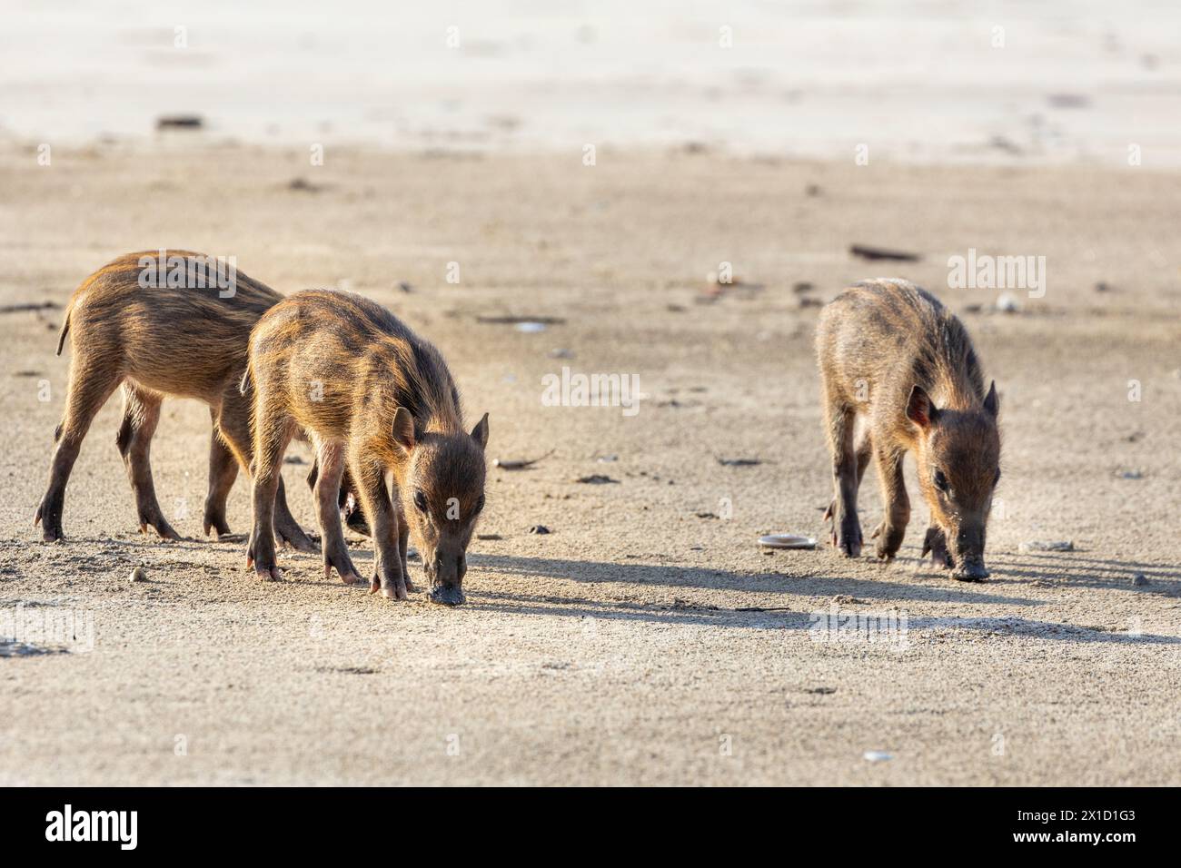 Young bearded pigs on the beach of Borneo, Malaysia Stock Photo - Alamy