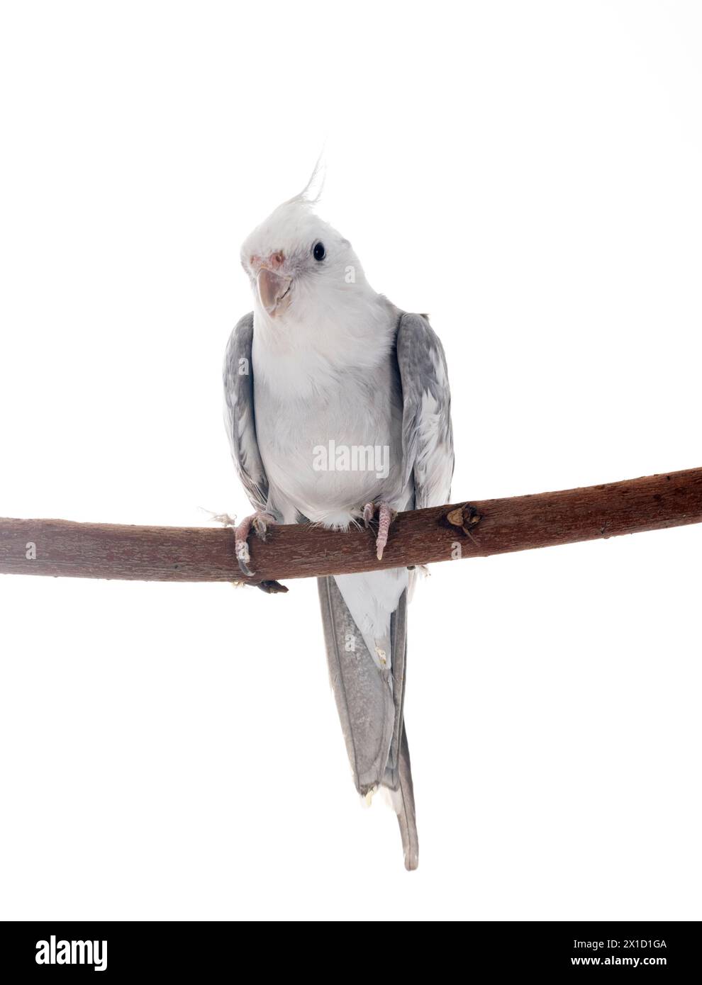 female gray cockatiel in front of white background Stock Photo - Alamy
