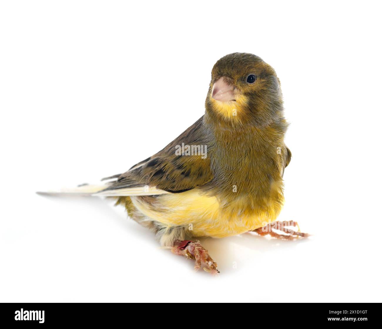 island canary in front of white background Stock Photo - Alamy