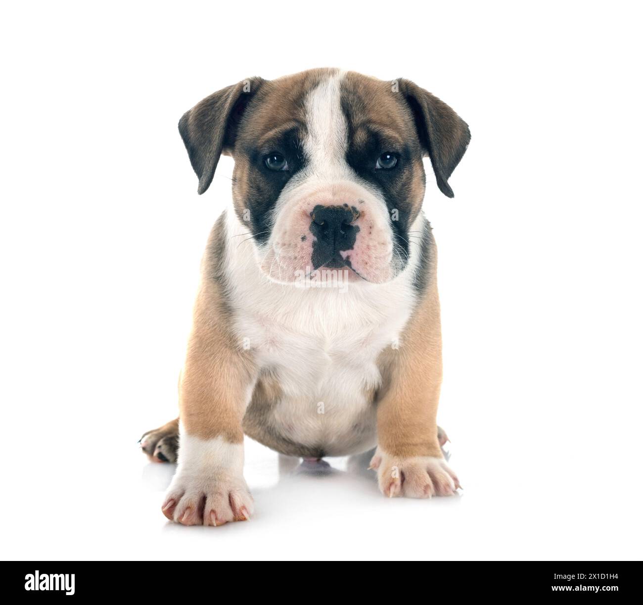 puppy american bully in front of white background Stock Photo - Alamy