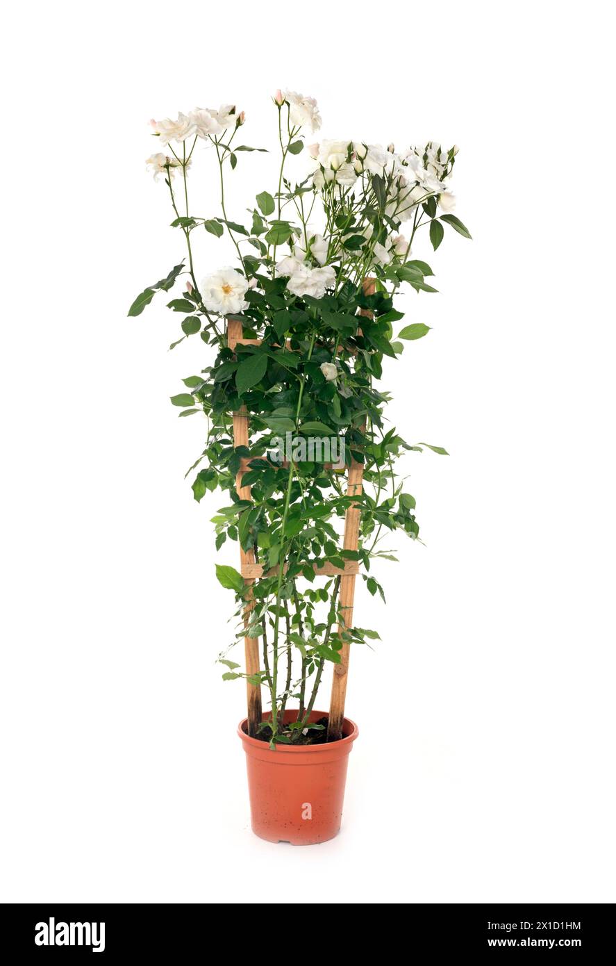 white rose bush in front of white background Stock Photo - Alamy