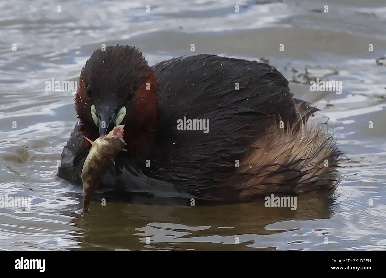 Rainham Essex, UK. 16th Apr, 2024. Little Grebe with stickleback in ...