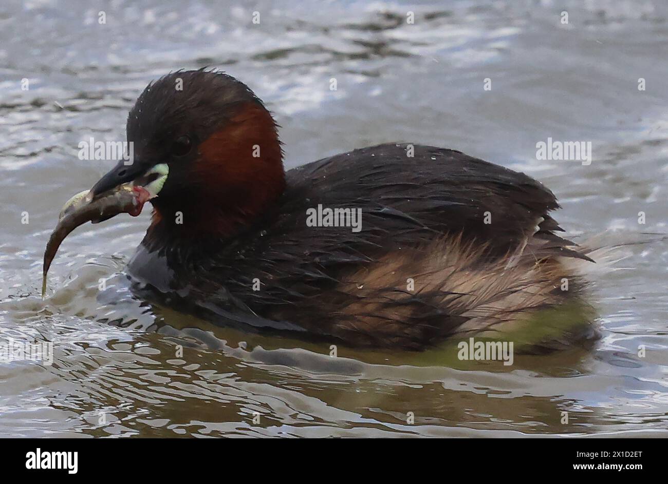 Rainham Essex, UK. 16th Apr, 2024. Little Grebe with stickleback in ...