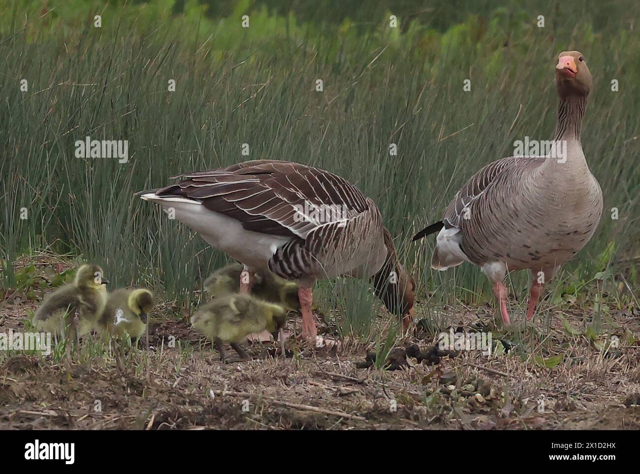 Rainham Essex, UK. 16th Apr, 2024. Greyleg Goose with their Goslings at ...