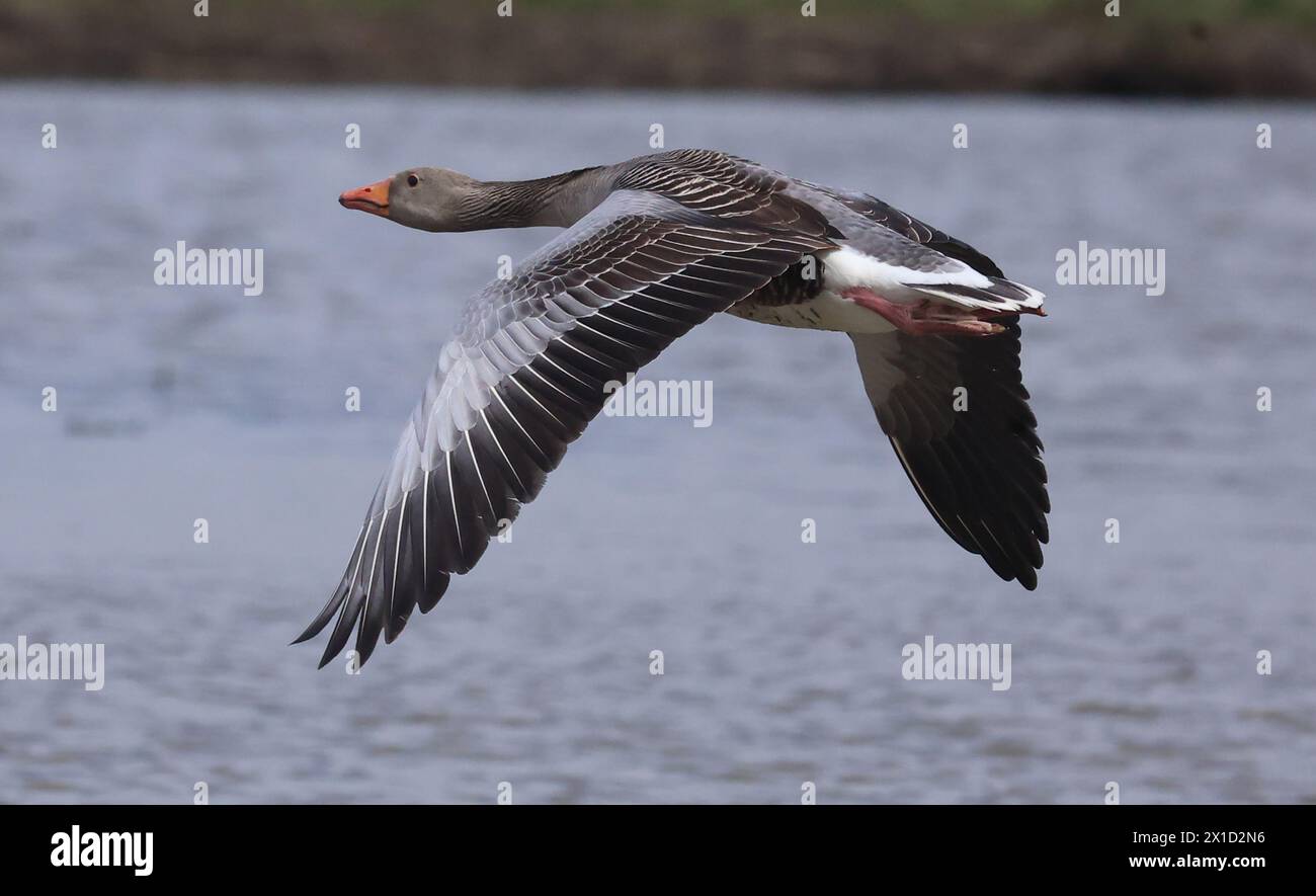 Rainham Essex, UK. 16th Apr, 2024. Greyleg Goose in flight at RSPB ...