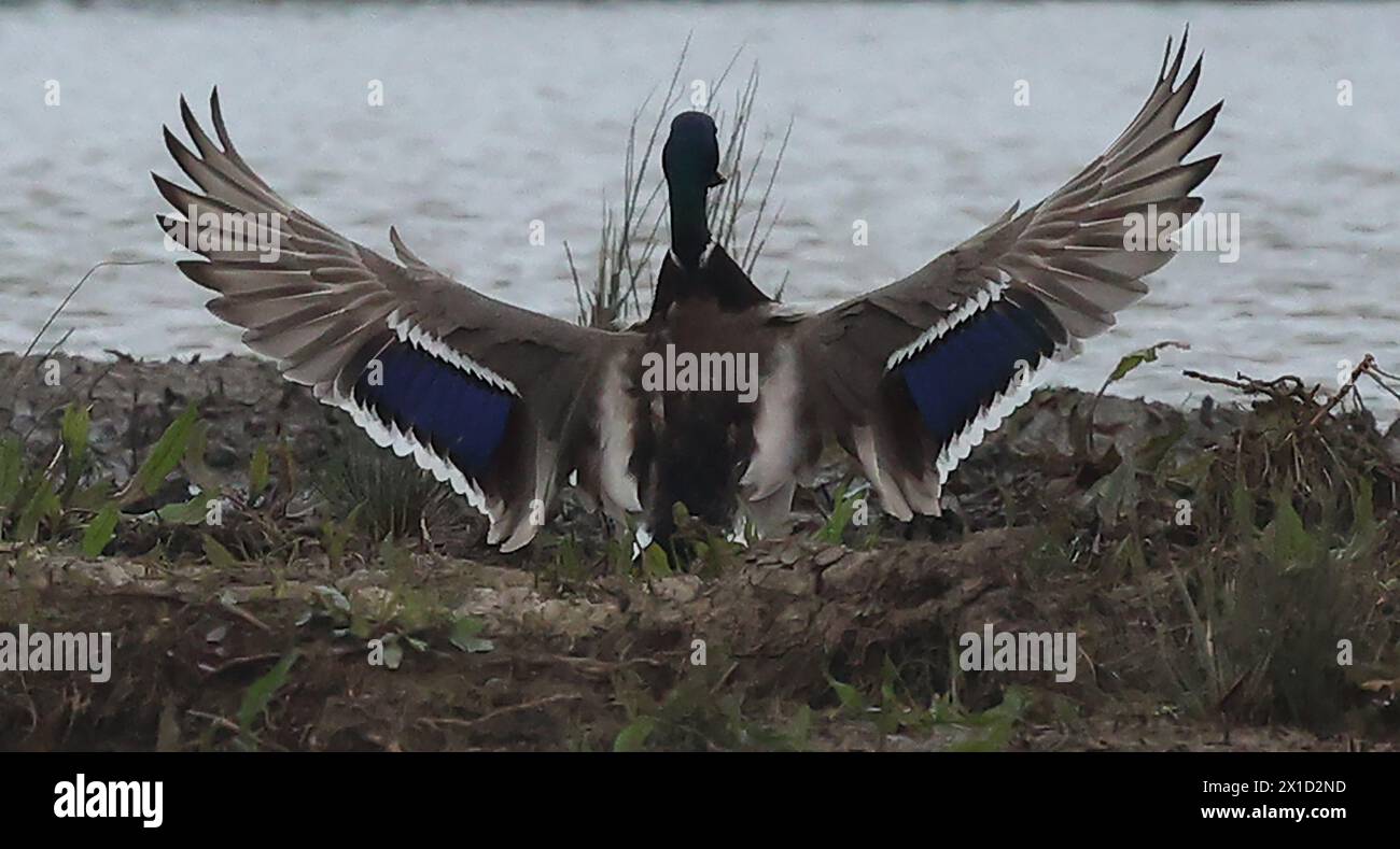 Rainham Essex, UK. 16th Apr, 2024. Mallard at RSPB Rainham Marshes ...