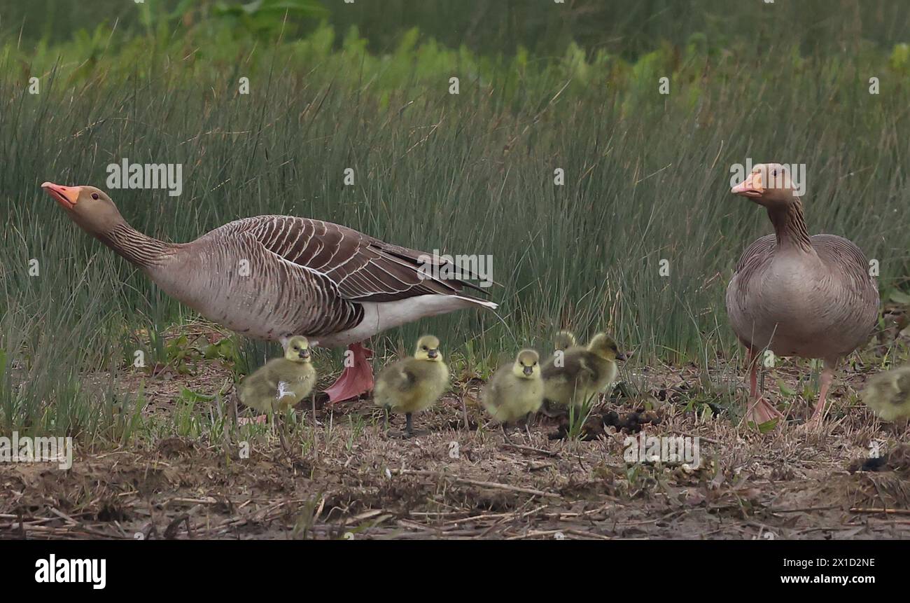 Rainham Essex, UK. 16th Apr, 2024. Greyleg Goose with their Goslings at ...