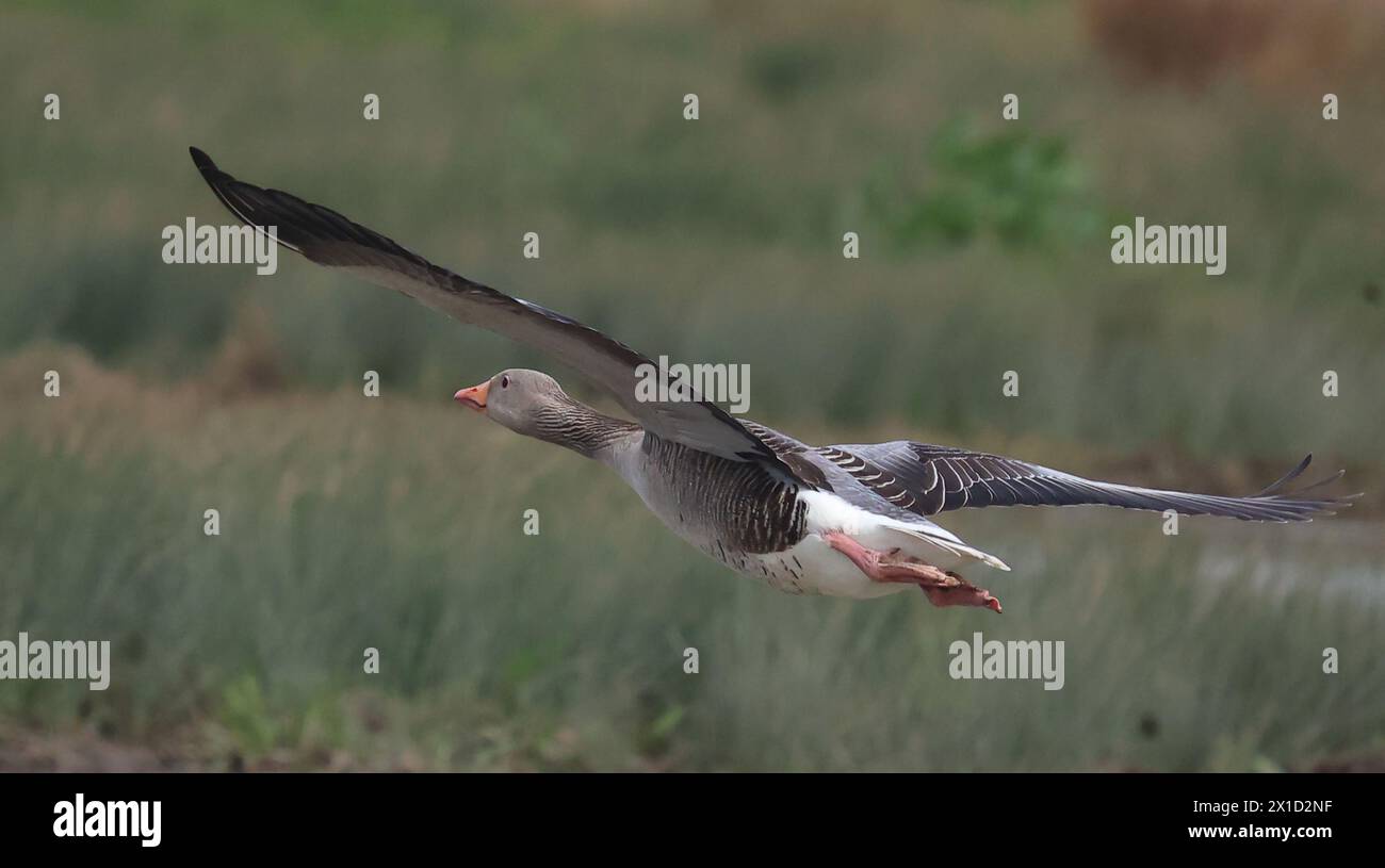 Rainham Essex, UK. 16th Apr, 2024. Greyleg Goose in flight at RSPB ...