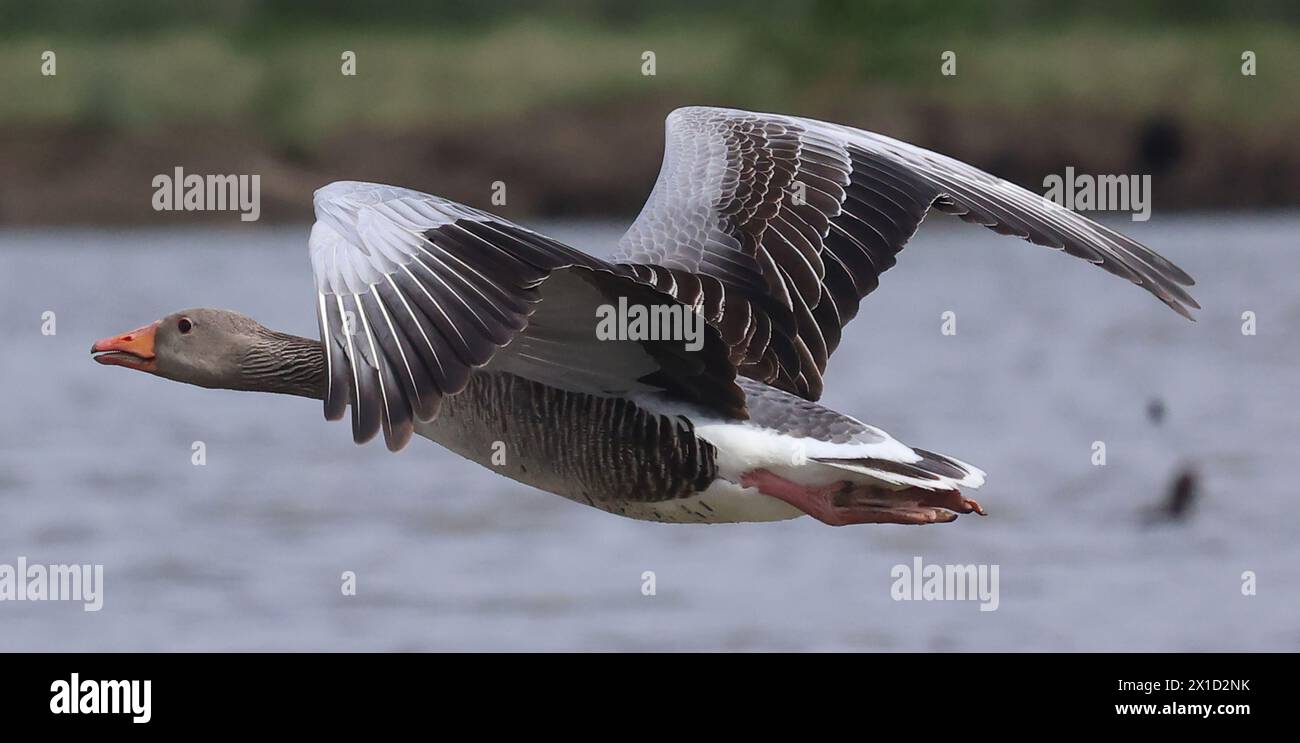 Rainham Essex, UK. 16th Apr, 2024. Greyleg Goose in flight at RSPB ...