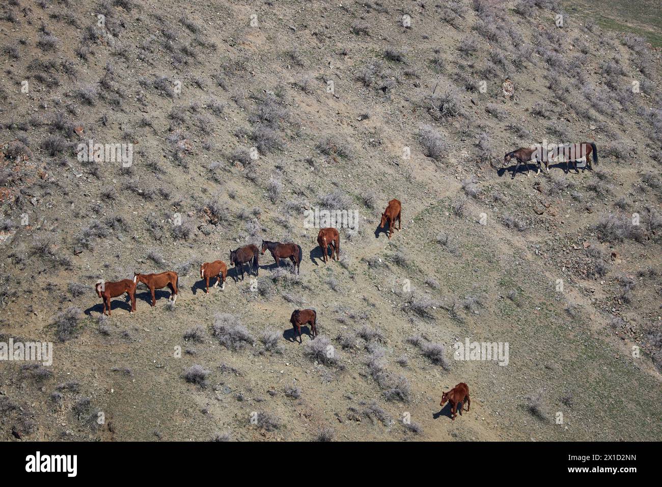 Herd horses graze freely hi-res stock photography and images - Alamy