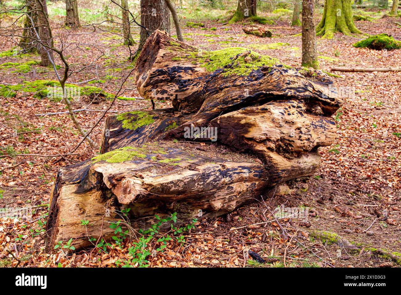 Spring sunshine provide stunning sights of wildlife, naturally shaped ...