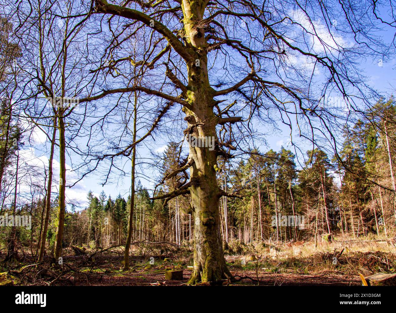 Spring sunshine provide stunning sights of wildlife, naturally shaped ...