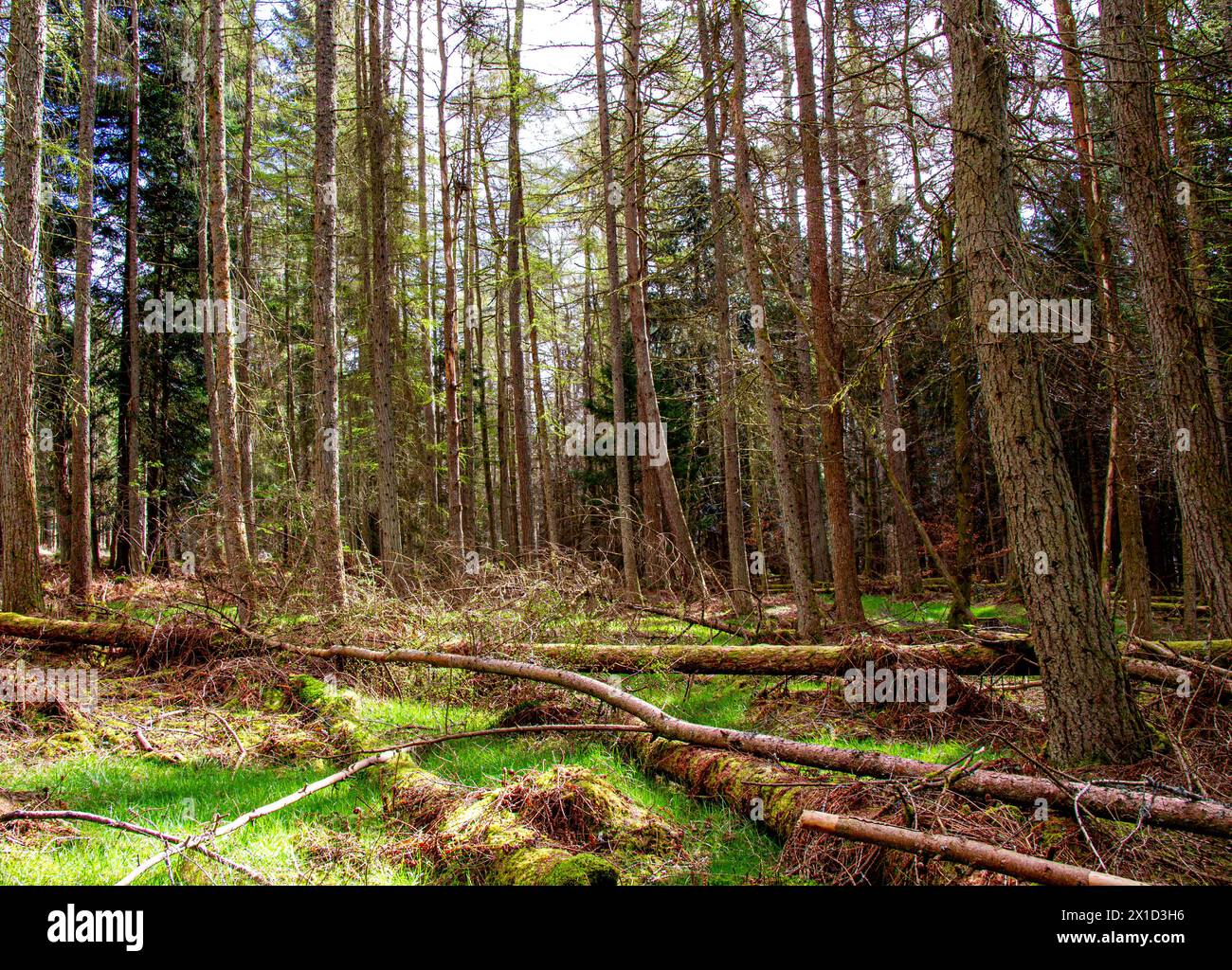 Spring sunshine provide stunning sights of wildlife, naturally shaped ...