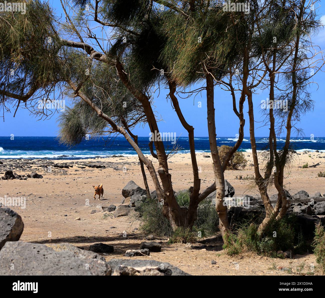 Beach scene with tamarisk trees, small tan coloured dog, El Cotillo ...