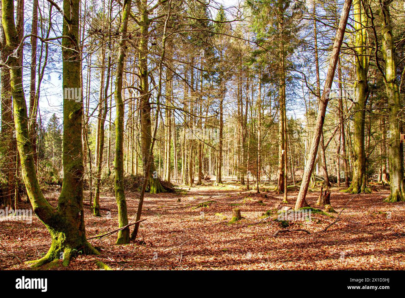 Spring sunshine provide stunning sights of wildlife, naturally shaped ...