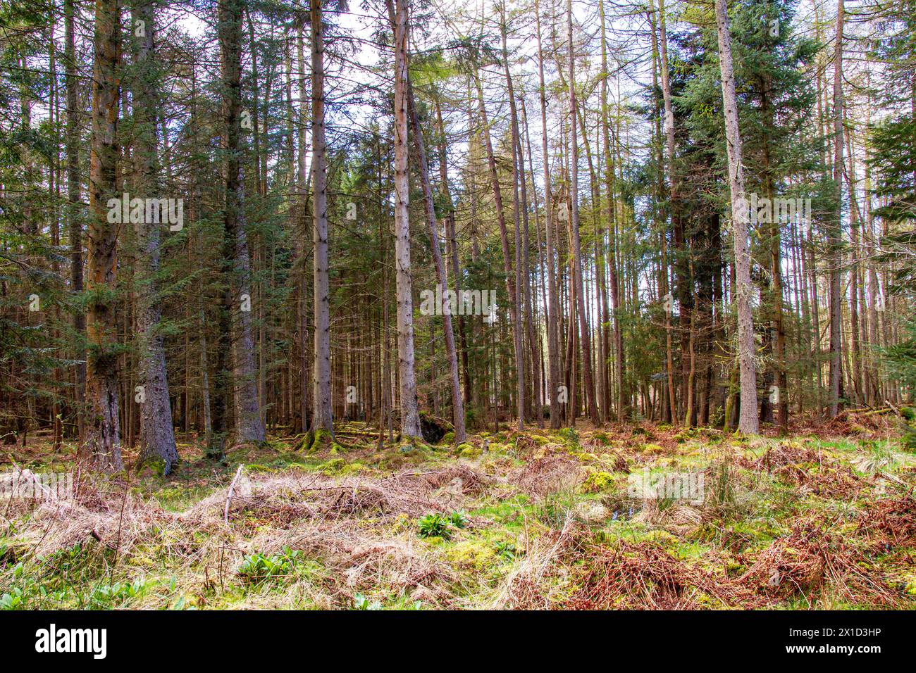 Spring sunshine provide stunning sights of wildlife, naturally shaped ...