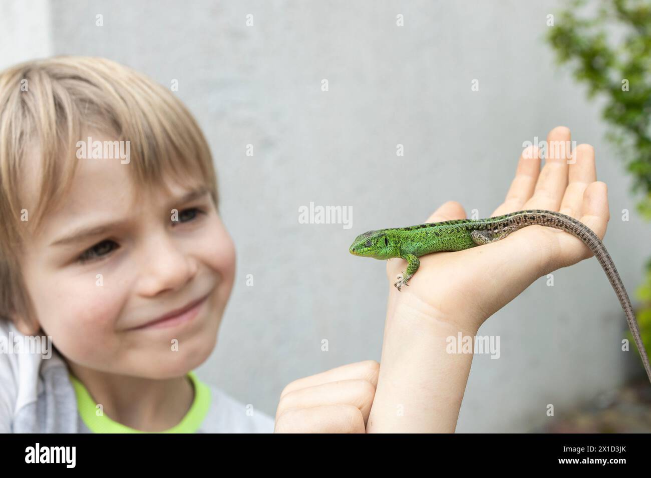 child holds green lizard on his palm and looks at it with interest. boy ...
