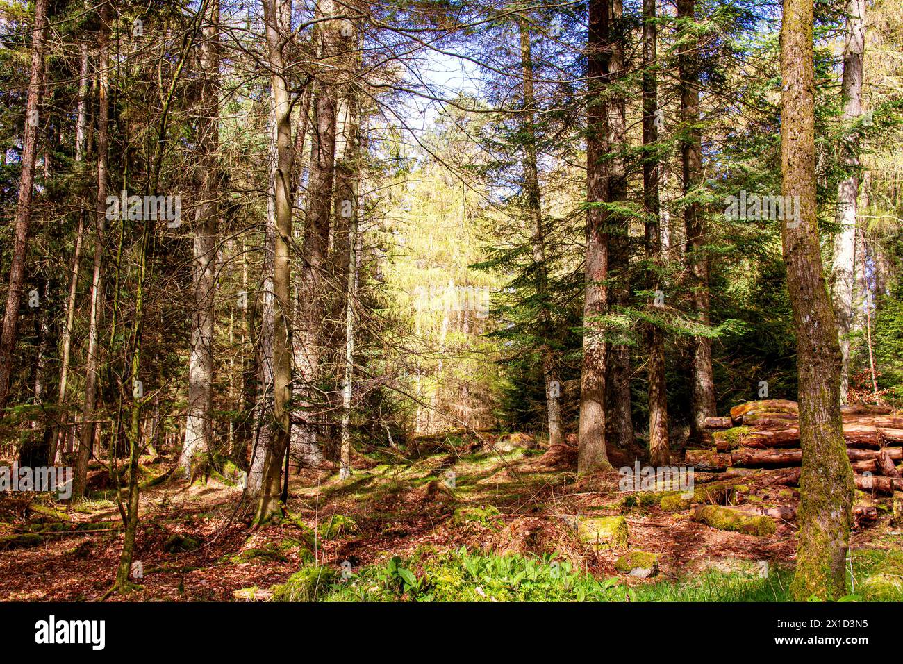 Spring sunshine provide stunning sights of wildlife, naturally shaped ...