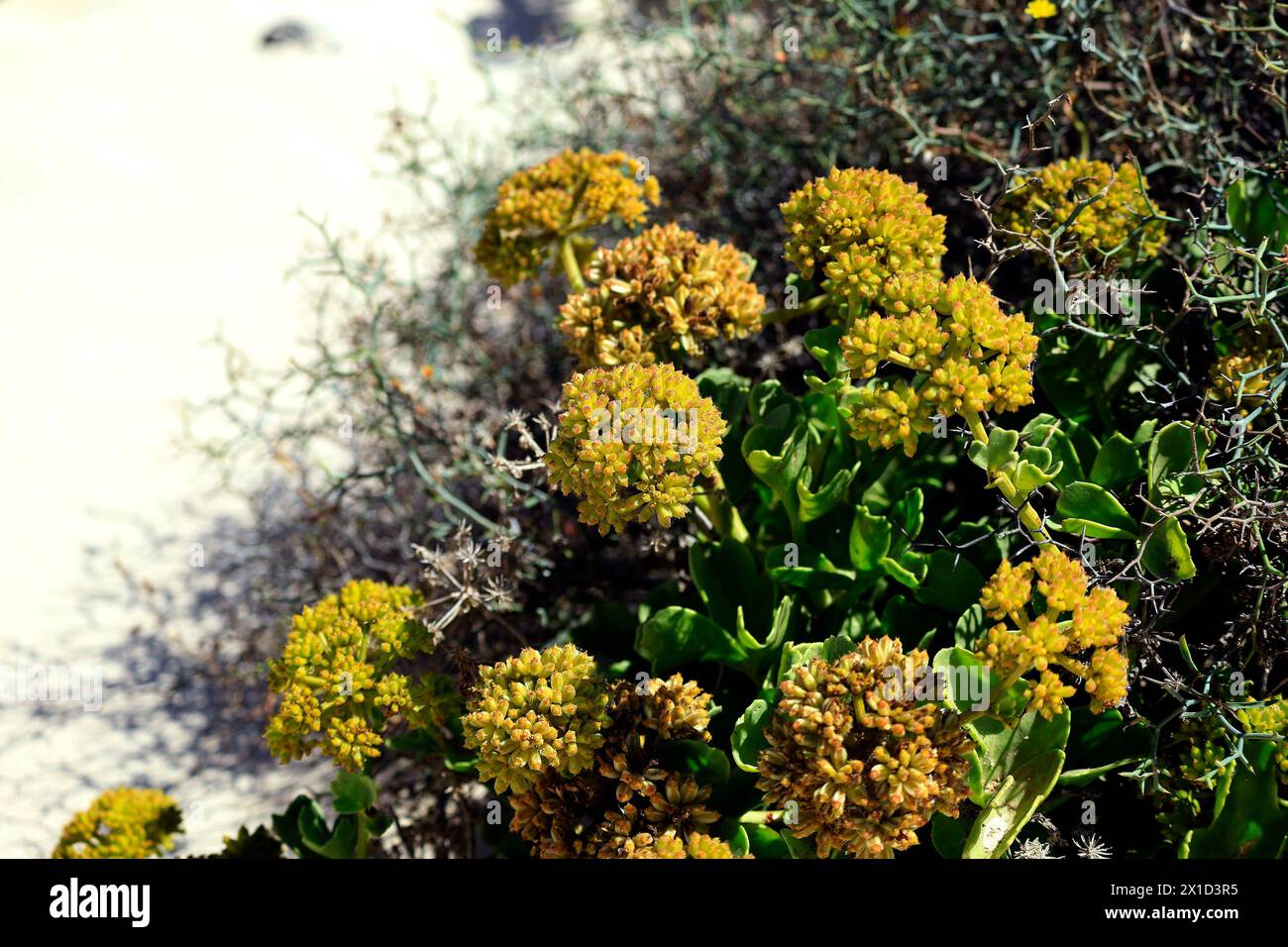 Yellow, plants in sand dunes, El Cotillo, Fuerteventura, Canary Islands ...