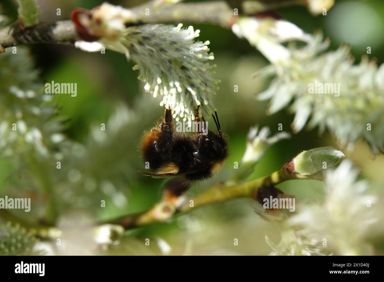 Tree bumblebee uk march hi-res stock photography and images - Alamy