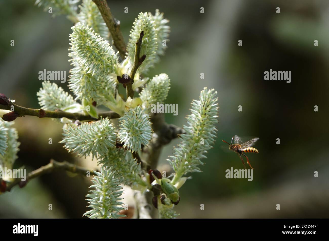 Spring UK, Wasp Flying Towards Catkins Stock Photo - Alamy