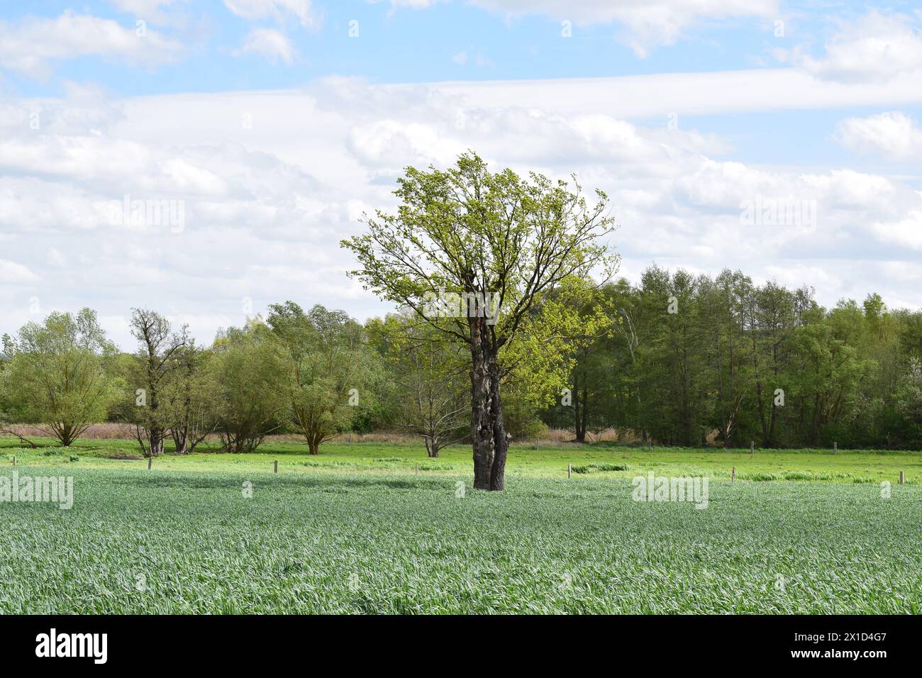 Thürer Wiesen in spring Stock Photo - Alamy