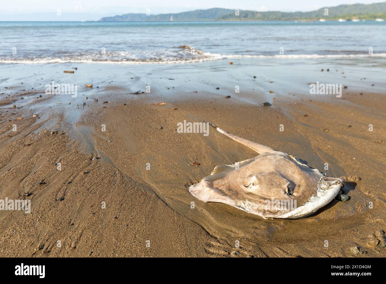 A dead stingray washed ashore Stock Photo - Alamy